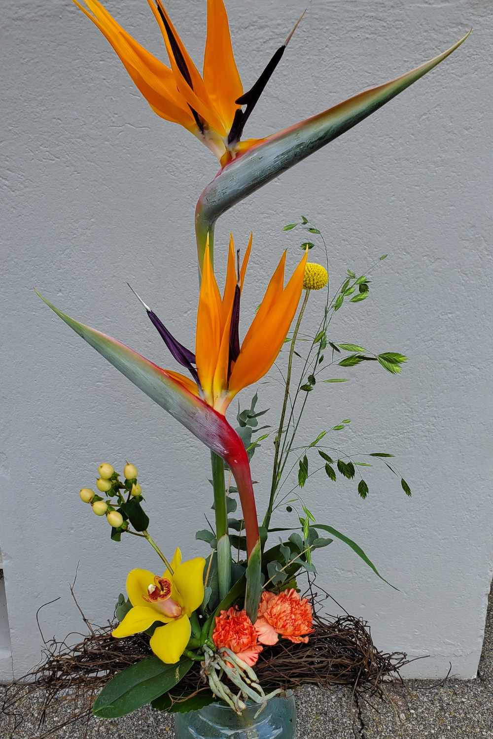 Paradiesvogel Blume beim Blühen helfen - Blumenmann