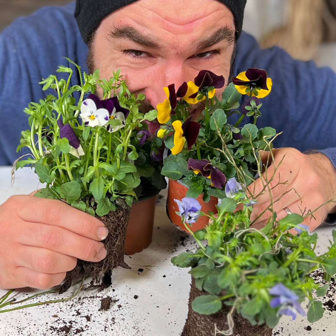 Alles wichtige zu den wunderbaren Hohrnveilchen - Blumenmann